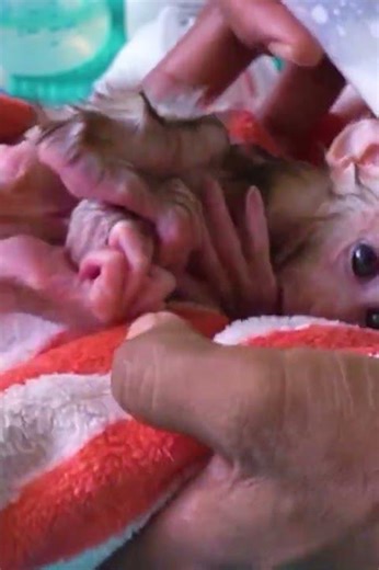 Wonderful moment.! Baby Monkey Roki, #monkeysr #babyprimate #babymonkey