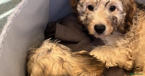 Adorable 4-Month-Old Male Cockapoo for Sale 🐶 for sale in Glasgow | Pets4Homes