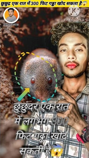 A mole can dig a 300 feet hole in one night.😱#viral#fact#video