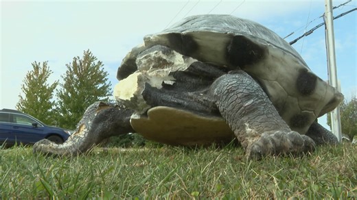 Uncle Mike's Bake Shoppe expresses frustration, seeks answers over destroyed turtle statue