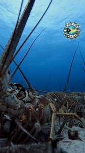 2.3K views · 556 reactions | I wonder how he got this conch out of...