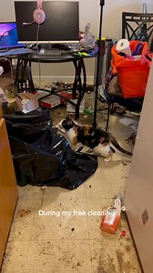 165K views · 4.9K reactions | Cleaning the kitty’s food area was my main priority once I realized. I had to make sure that sweet baby had clean dishes 識 | Not the Worst Cleaner | Facebook