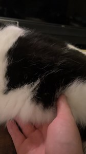 Good morning and happy Monday! 🤣🤍🖤😬 | Poorly Made Cat Memes