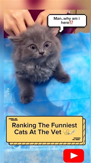Ranking The Funniest Cats At The Vet 😹