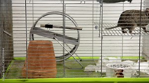 Rodent degu in cell. Pets. Wheel, feed. / To moderators: there is no logo -- the word '' hamster'' is just a inscription
