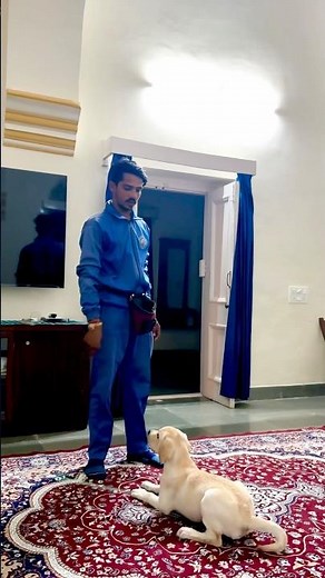 🐕‍🦺LABRADOR🐕‍🦺 puppy basic obedience training perfection ￼program #puppytraining #puppylife