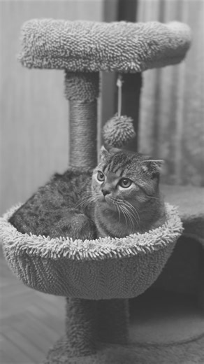 Maria on Instagram: "The best gift I could ever get for my cat 🐾💚 He’s absolutely obsessed with his new Yaheetech Cactus Cat Tree! From scratching and climbing to napping in his cozy little basket, this activity center has it all 🌵✨ What I love most is how easy it was to put together, how sturdy it feels, and of course the super cute cactus design that adds a fun touch to our living room. My cat finally has his own space where he feels safe, happy, and entertained — and it keeps him off the f