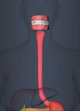 peristaltic movement of stomach esophagus (3D Animation)