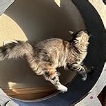 Amazon.com : JubiNatural Cat Exercise Wheel, 50" Cat Running Wheel for Indoor Cats with Locking Mechanism, Cats Treadmill Wheels with Quiet Carpeted Runway, Cat's Weight Loss and Health - Black : Pet Supplies