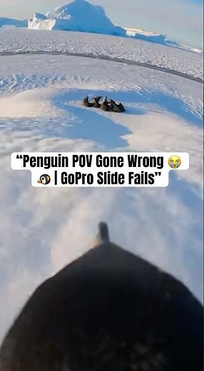 “Penguin POV Gone Wrong 😭🐧 | GoPro Slide Fails”
