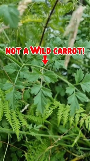 The #1 Most Poisonous Plant in North America #shorts #waterhemlock #poisonousplants