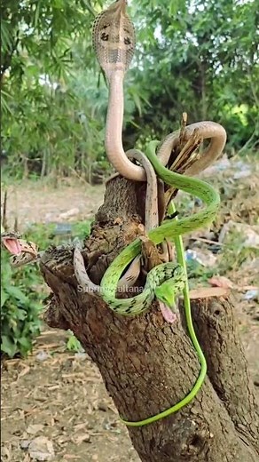 Terrifying Cobra Attack in Nature 🐍 #snakelovers #wildlifevideo