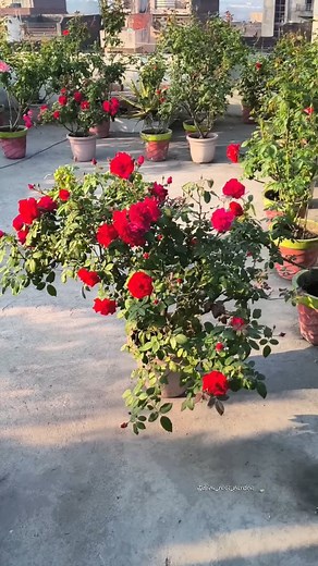 Beautiful flowers garden 🏡🌺🌻🌹🌷🌼🌸💐☺#flowers #garden #newpost #nature #trendingreels #reelsfeed #winterflowersgarden #love #beautiful #reels #instagram #trending | Biru's ROOF Garden