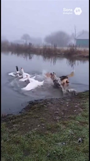 Fox Attacks Geese — Farm Dog Saves the Flock | Real Footage #animalrescue #animals #wildlife