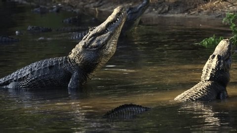clip-3988590469-alligator-calling-mate-florida