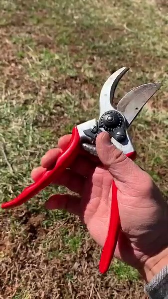 FELCO F 2 Pruners Review – Best Manual Garden Shears for Precision Cutting