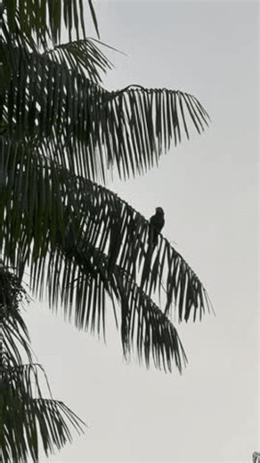 clip-4007880849-vertical-full-hd-vídeo-two-blue-fronted-amazon