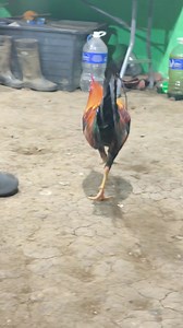 9.7K views · 505 reactions | Perfection Roundhead broodstag class A | Princess Althea Galvez | Facebook