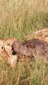 305K views · 3.8K reactions | Lions feast!! #lalashemaasaimara #luxurysafari To enquire about, or book, a safari at one of Lalashe Maasai Mara's Camps you can email reservations@lalashemara.com Call or WhatsApp +254727111195 or visit the website at www.lalashemara.com Download our brochures to learn more about the camps: www.lalashemara.com/brochures | Rob The Ranger Wildlife Videos | Facebook