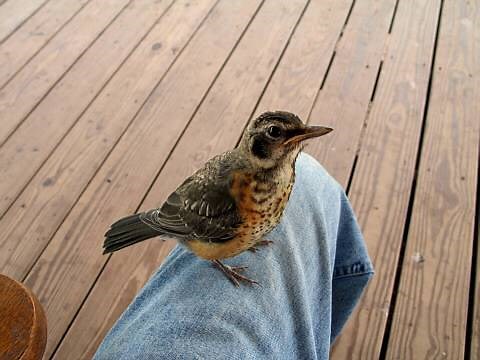 Hatching and raising a robin