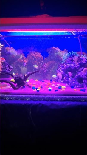 my first fish tank ....support________#piano #relaxingmusic #music