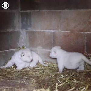 32K views · 1.7K reactions | WATCH: Paphos Zoo in Greece quietly welcomed two white lion cubs about a week and a half ago, as the zoo has been closed due to the coronavirus pandemic. Zoo staff believe mother Hera is raising the cubs “exactly how she wants” because of the peace and quiet. | CBS News | Facebook