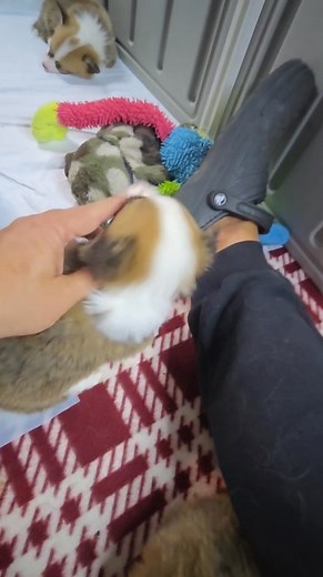 6.9K views · 523 reactions | The mystical creatures must have cast a spell upon me as I made all types of mistakes in this video and even forgot tomorrow is Sunday #puppy #pets #dog #corgi | Corgis of Prairie Green | Facebook