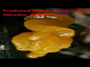 Demo of classification of imagenet using NASNetLarge