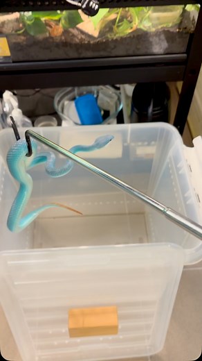 Trimeresurus insularis (Indonesian pit viper, Lesser Sunda Islands pit viper, Sunda white-lipped pit viper, White-lipped island pit viper). Min bok ”Huggormar - familjen Viperidae” innehåller ett kapitel om arten, både om insularis i det fria och i terrarium. Vill du beställa någon av mina böcker, skicka pm. Böckerna hittar du även i nätbokhandeln. Huggormar - Familjen Viperidae Mjukband, 198 sidor ISBN-13: 9789180577489 Pris: 219:- plus porto. Jag har i denna bok valt att skriva om familjen Vip