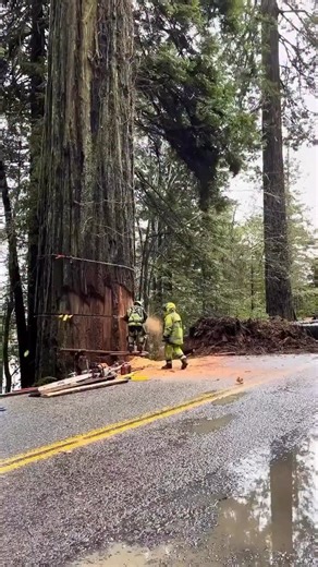 Dead and dying trees become fuel long before fire arrives. Removing them reduces intensity, slows spread, and protects what’s still alive. Video: @apt____ic #stayready #hotshot #wildlandfire #wildfire #firefighters wildlands | Fire Science Nutrition
