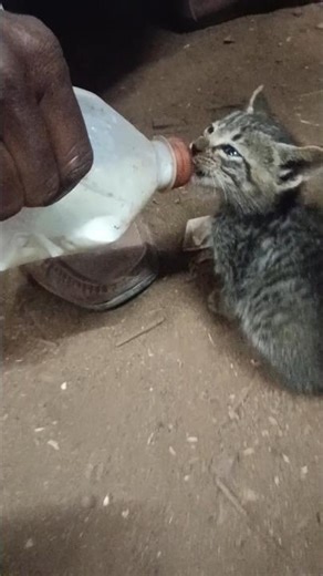 Allah madad karnewala hai#qawalistatus#shortvideo