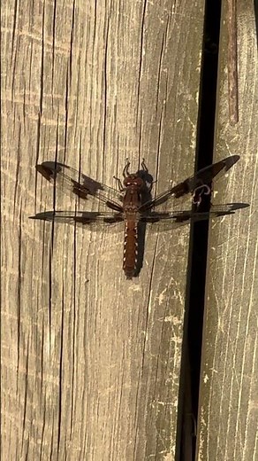 Dragonfly Up Close: Nature’s Aerial Acrobat in Macro Detail