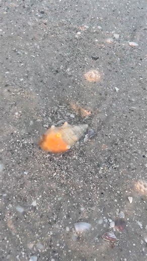 4.2K views · 58 reactions | Ended up with a couple handfuls of conch shells found at low tide earlier today. A bunch of cool finds in the sand just like this one! #seashells | Chris Kuball Meteorologist | Facebook