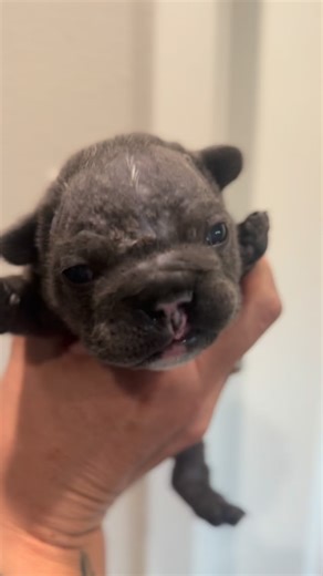 🚨 FERAL UPDATE 🚨Spicy Jalapeño 🌶️ Two weeks old. Cleft lip. Built different. Before the comments start: ❌ not bald ❌ not shaved ❌ not a cryptid He has pyoderma, aka a bacterial skin infection that chose violence against a literal newborn. Causes crusties and hair loss. Treatable. He’s fine. He eats like he pays rent. He screams like he’s being personally attacked. He looks like a naked rotisserie chicken but has the confidence of a full-grown man. Hair pending. Spice permanent. 🌶️ Vibes unhi