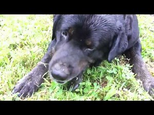 Dog Kills And Eats Rat