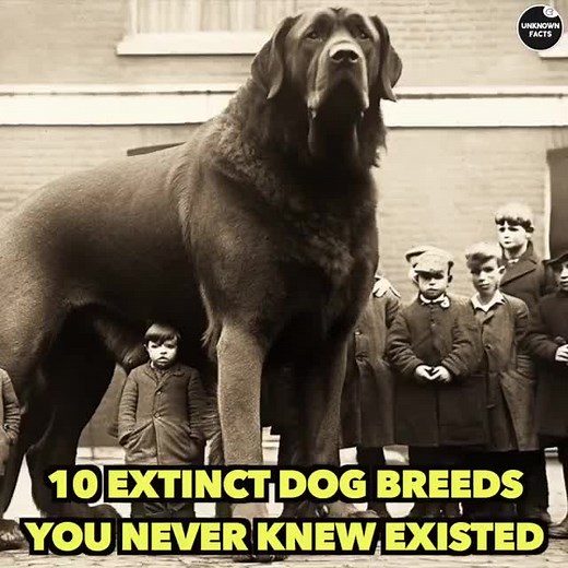 10 Extinct Dog Breeds You Never Knew Existed #fyp