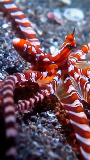 Such a cool creature the octopus 🐙 #octopus | I Love The Ocean