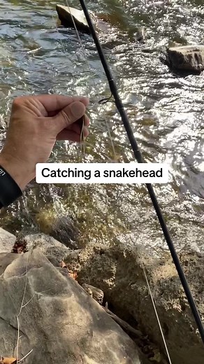 Local brandywine in Delaware is riddled with snakeheads. Thousands of them. At this point, its a sport fish, disposing one would do nothing. #snakehead #flyfishing #flyfishdelawhere #flyfishinglife #fishing #fishingforsnakehead #snakeheadfish #snakeheadfishing