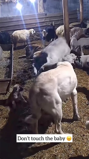 🐾Best videos 🐾 on Instagram: "On this video, you can see a goat trying to assert dominance over a puppy - and the dogs immediately step in to protect him, reminding the goat of her place in the hierarchy. These dogs actually live with the goats full-time to guard them from predators that might try to get close. Their bond is real teamwork💪 Courtesy @fratalkan0434"