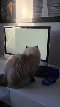 Cat playing with bugs #cat