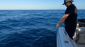 61 reactions | Our Merisuola Graphene wt12 9' and Merisuola reel in action with bluefin tuna fishing. @tjabster was man on a mission and we also interviewed him about his bluefin tuna obsession. You can find the article at visionflyfishing.com and if you wanted to receive our blog posts and other stuff related to fly fishing and vision, remember to subscribe to our Love Letters!  #visionflyfishing #JoinTheCult #bluefintuna | Vision Fly Fishing | Facebook