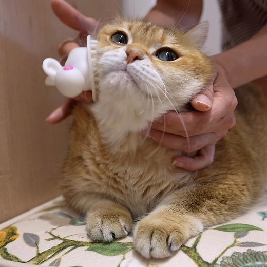 51K views · 1.5K reactions | Mommy combs my fluffy cheeks  | Hosico Cat | Facebook