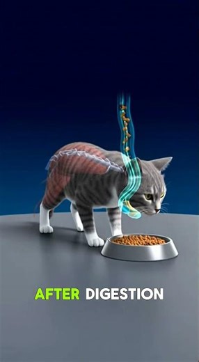 How Food Becomes Energy in a Cat | 3D Anatomy #CatDigestion #CatAnatomy #MedicalAnimation
