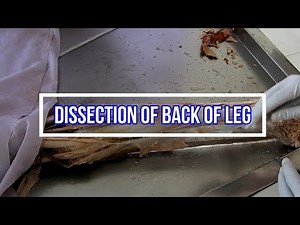 Dissection of Back of Leg