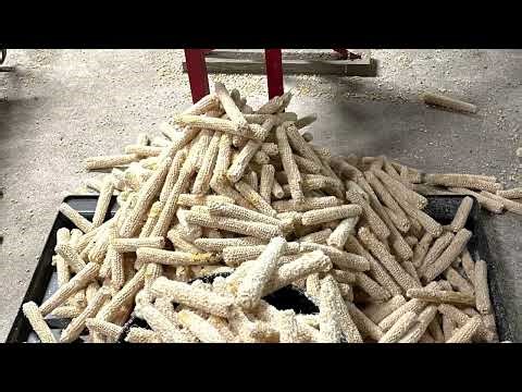 2022 Popcorn Shelling and Cleaning