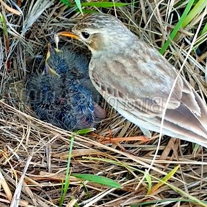 314K views · 981 reactions | review bird life in nest, mother father bird and baby bird daily life ep36 #motherbird #birdlovers #babybird #relax #birdsounds #lifewithbirds #birdphotography #holiday #birdnest #nature #birdsofinstagram #birdlife #naturelover #reviewbirdnest #viralvideo #birdwatching #lifewithbirds #birds #wildlife | Luck16 | Facebook