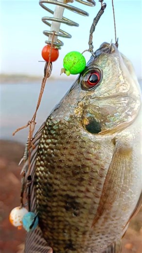 Big Fish was caught using a pop up with spring feeder