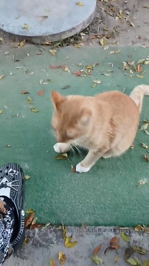 HARRY is labeled as a feral in our database...think it's time to update that? What's your vote? LOL. | PAW Warriors Inc