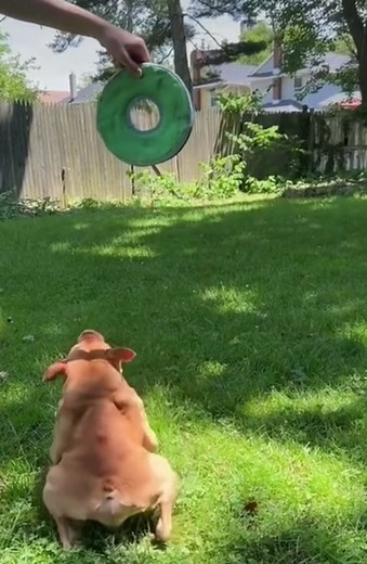 Funny and Weird Looking Dog Compilation