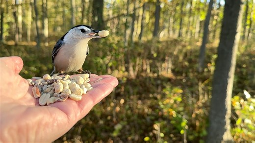 A Black-capped Chickadee and a White-breasted Nuthatch visit the Hand of Snacks, with the Nuthatch debating between a sunflower seed and a peanut. | Jocelyn Anderson Photography